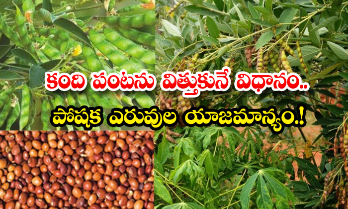 Red Gram Cultivation : కంది పంటను విత్తుకునే విధానం.. పోషక ఎరువుల ...