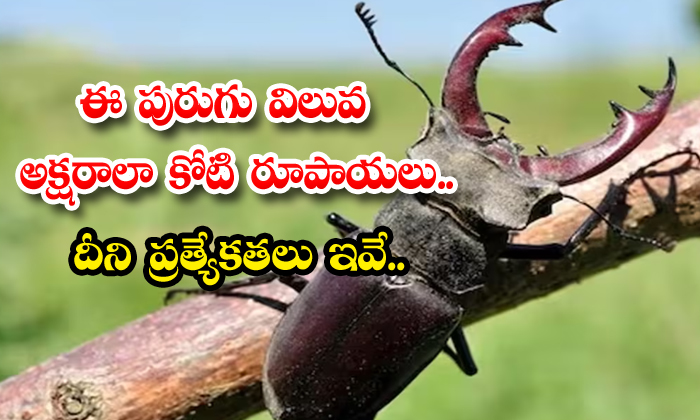 Stag Beetle : ఈ పురుగు విలువ అక్షరాలా కోటి రూపాయలు.. దీని ప్రత్యేకతలు ఇవే