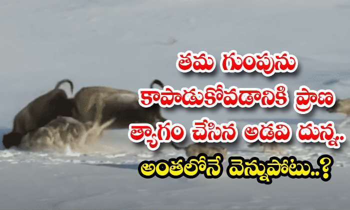 తమ గుంపును కాపాడుకోవడానికి ప్రాణ త్యాగం చేసిన అడవి దున్న.. అంతలోనే ...